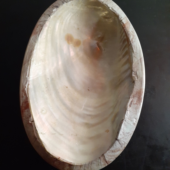 no brand | Accents | Exquisite Mother Of Pearl Shell Mounted In A 9 ...